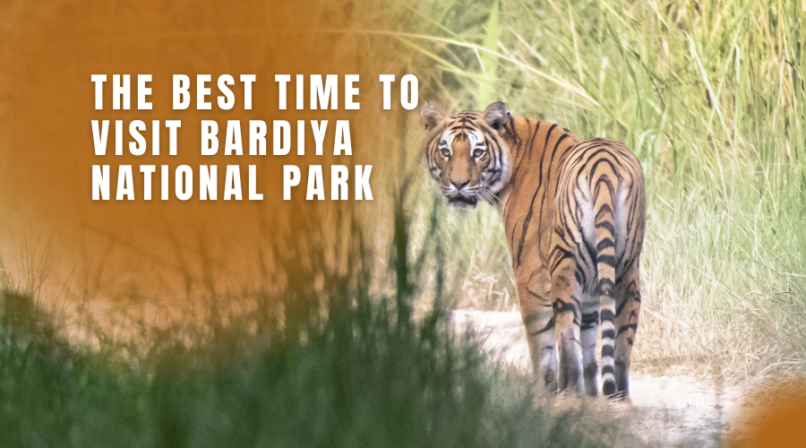 When to Explore Bardiya National Park: The Best Time to Visit